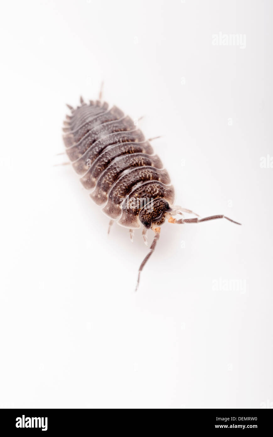 Common woodlouse, Oniscus asellus, UK Stock Photo - Alamy