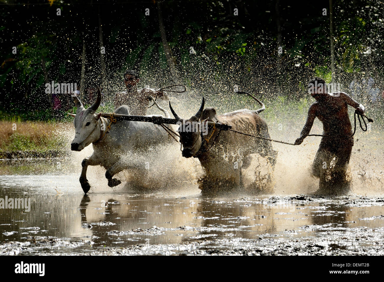 Bullfighting In India High Resolution Stock Photography and Images - Alamy