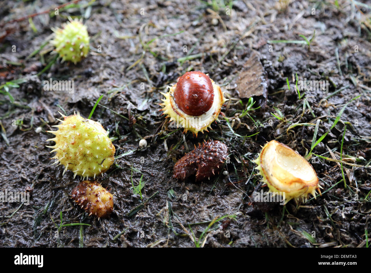 Chestnut on the ground, close up Stock Photo - Alamy