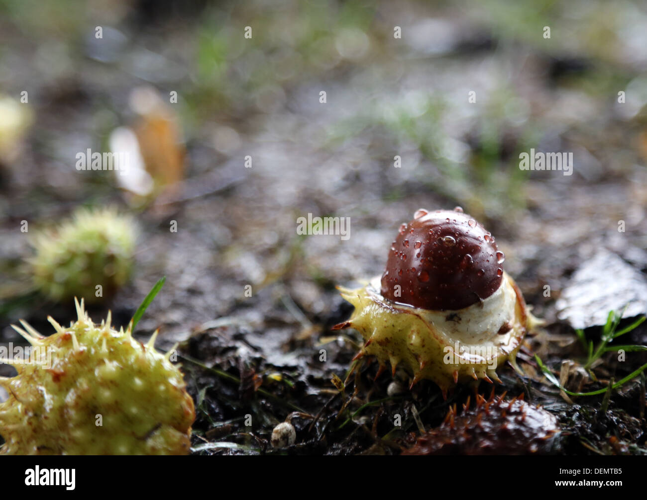 Chestnut on the ground, close up Stock Photo - Alamy
