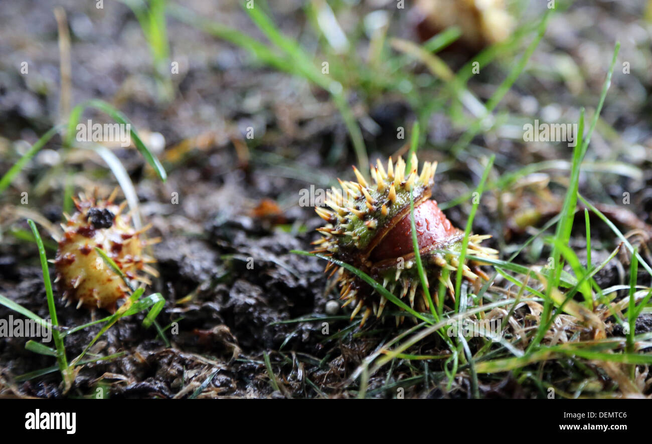 Chestnut in the shell on the ground Stock Photo - Alamy