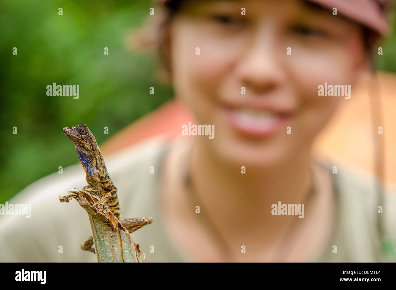 Wildlife tourism lizard -anolis in Peruvian rainforest Stock Photo - Alamy