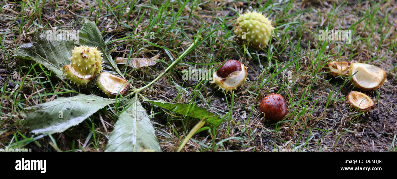 Chestnuts on the ground hi-res stock photography and images - Alamy