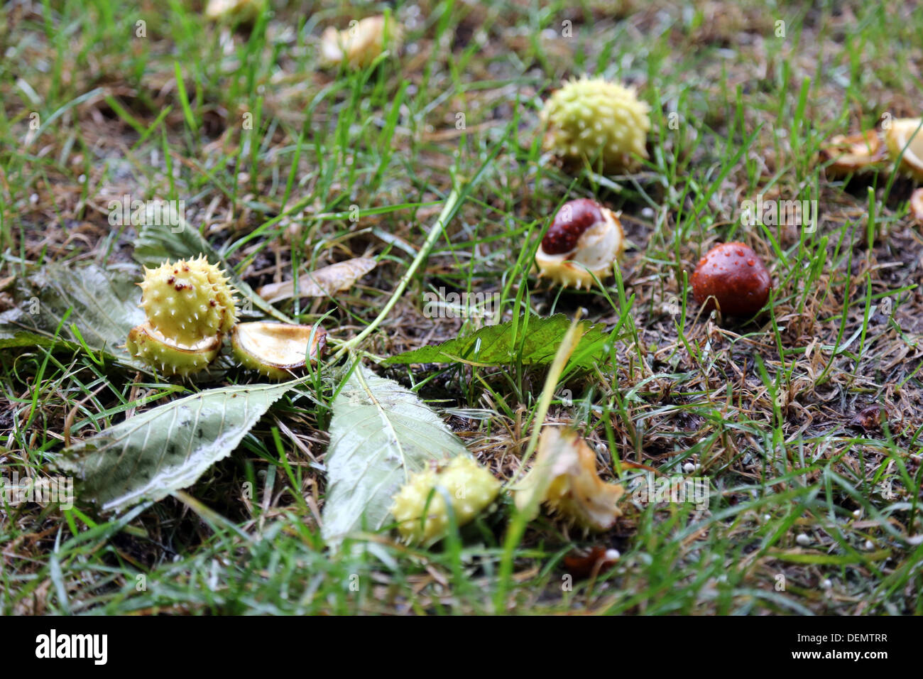 Chestnuts with leaf on the ground Stock Photo - Alamy
