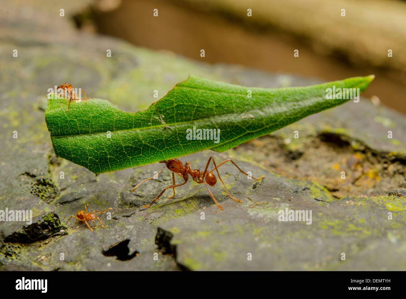 LEAF-CUTTER ANT carrying leaf Stock Photo - Alamy