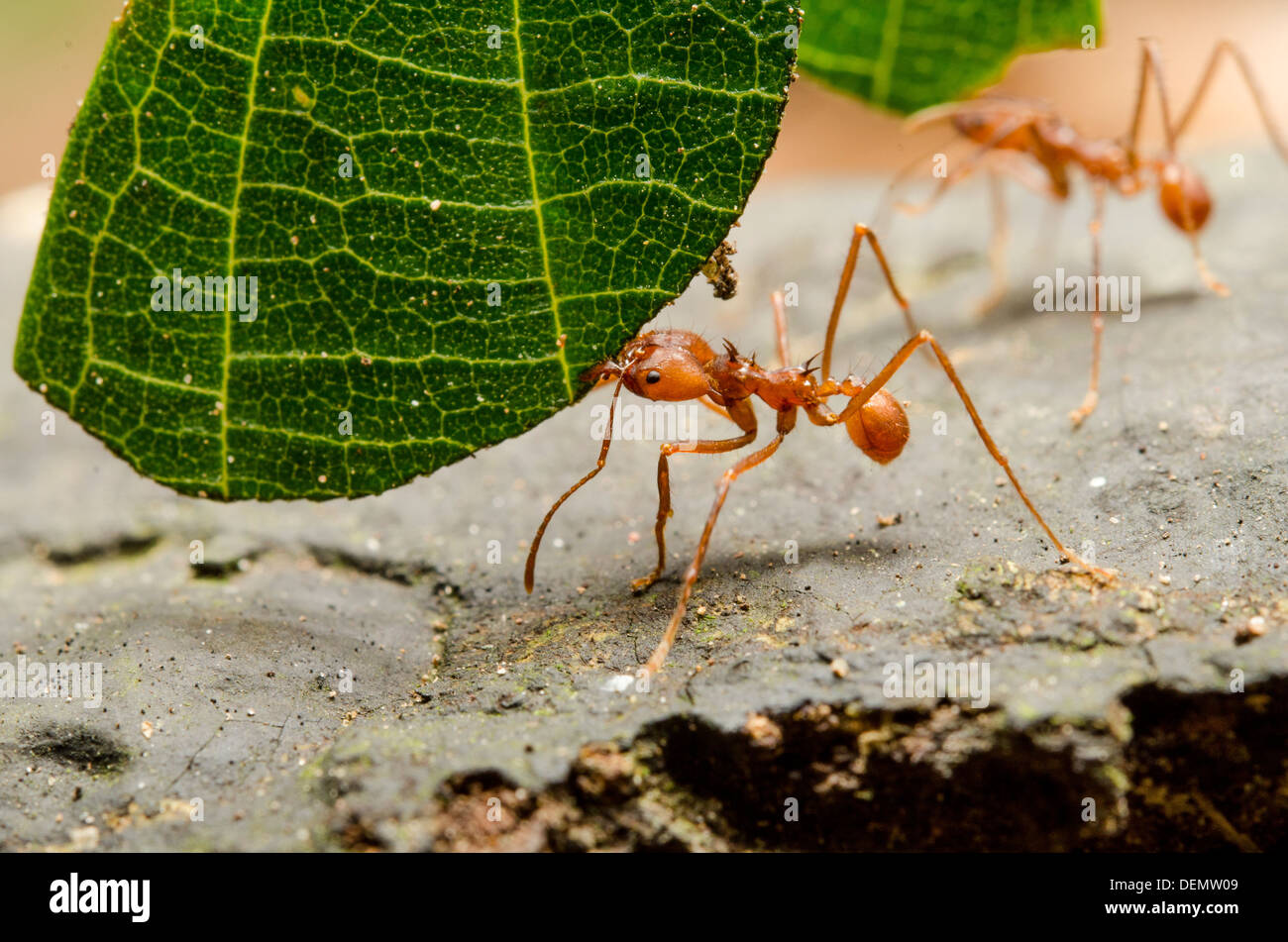 LEAF-CUTTER ANT carrying leaf Stock Photo - Alamy