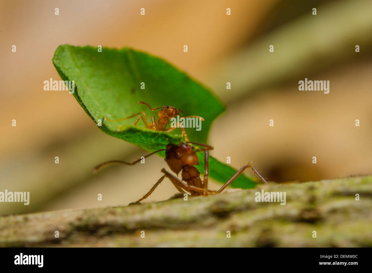 LEAF-CUTTER ANT carrying leaf Stock Photo - Alamy