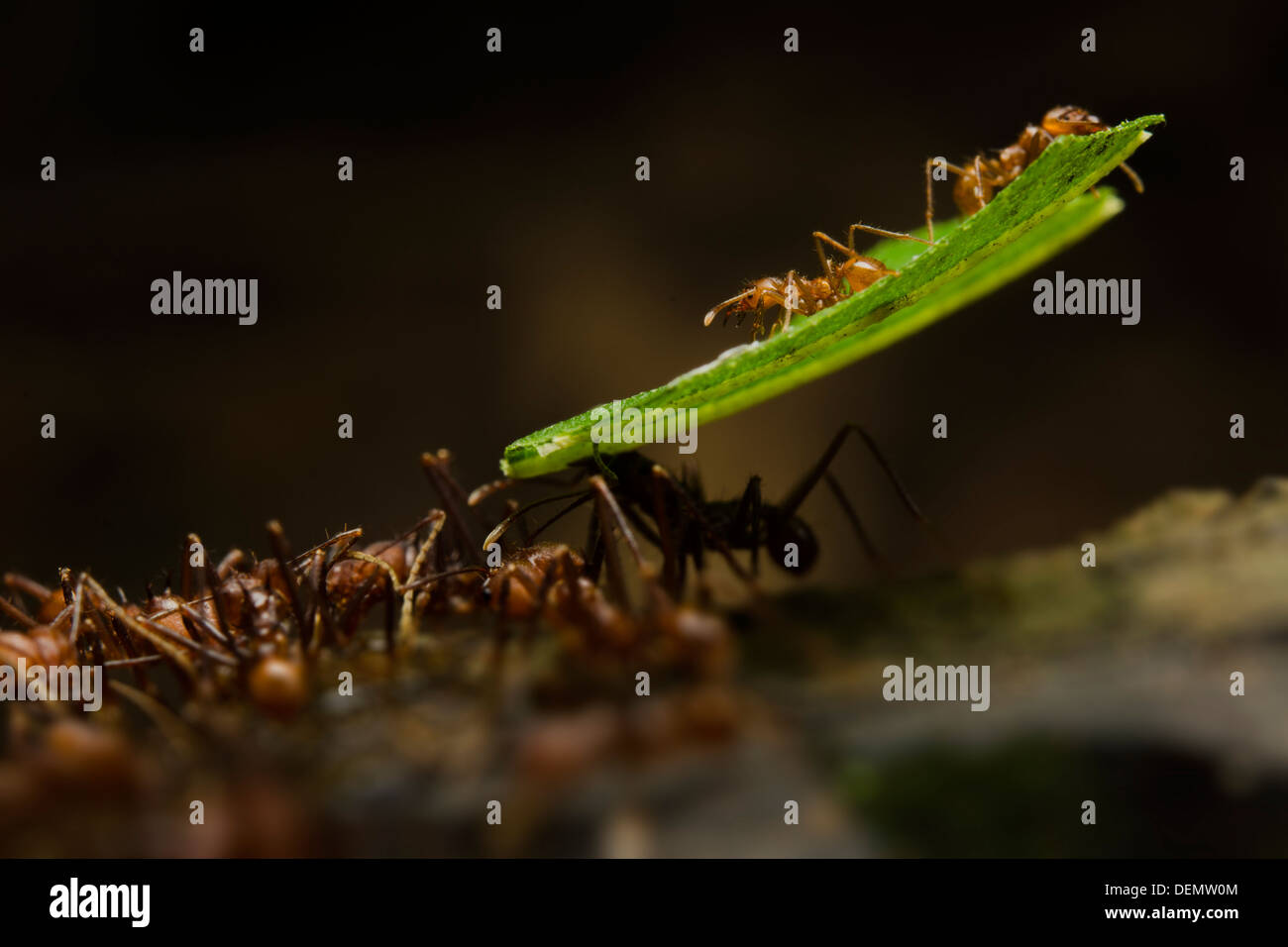 LEAF-CUTTER ANT carrying leaf Stock Photo - Alamy