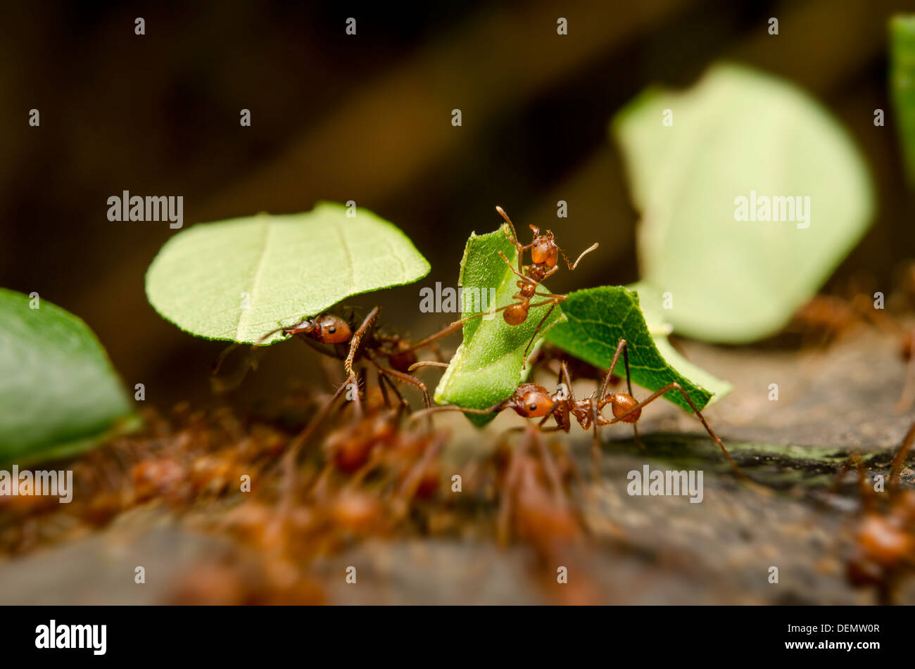 LEAF-CUTTER ANT carrying leaf Stock Photo - Alamy