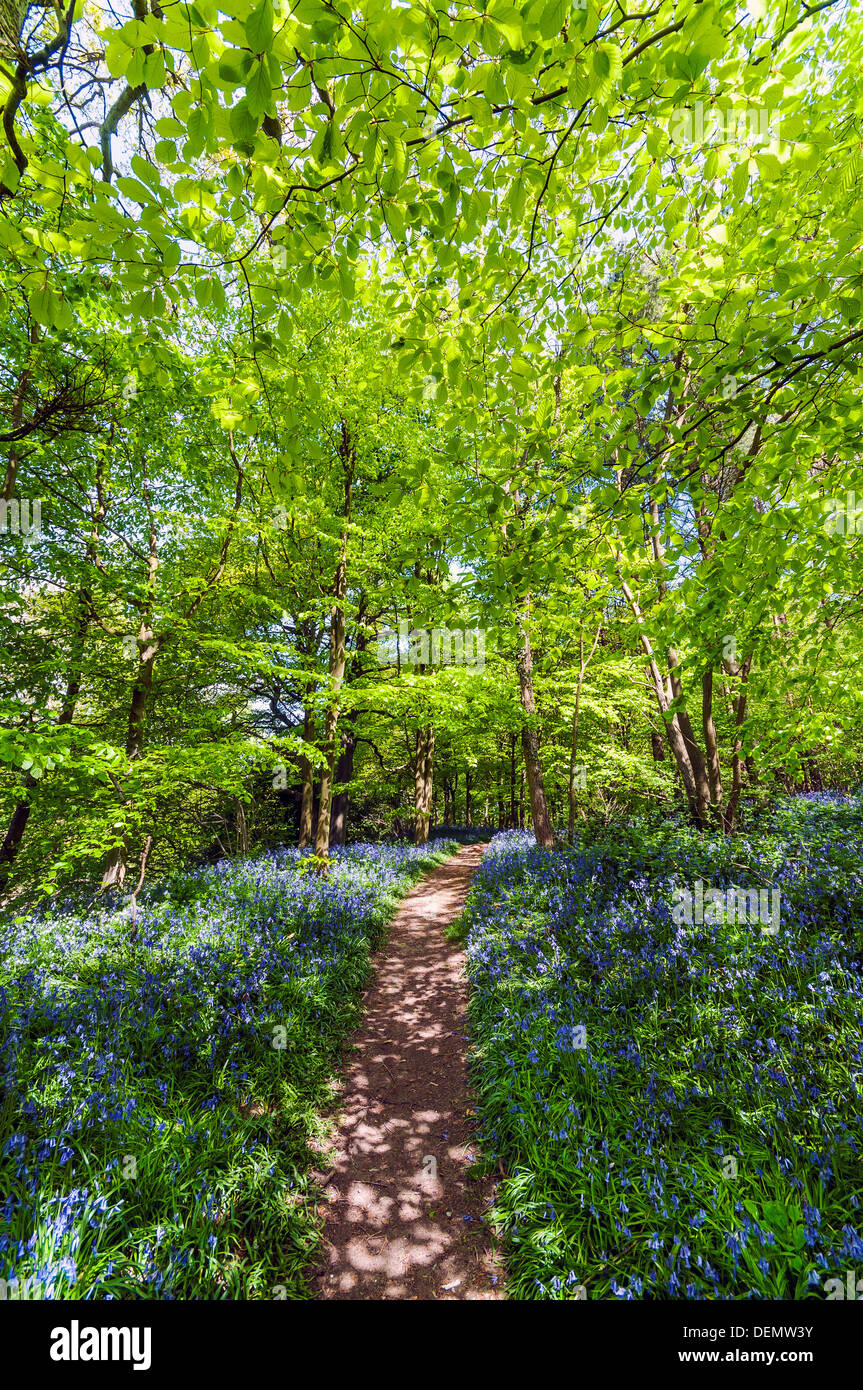 Bluebell hill kent hi-res stock photography and images - Alamy