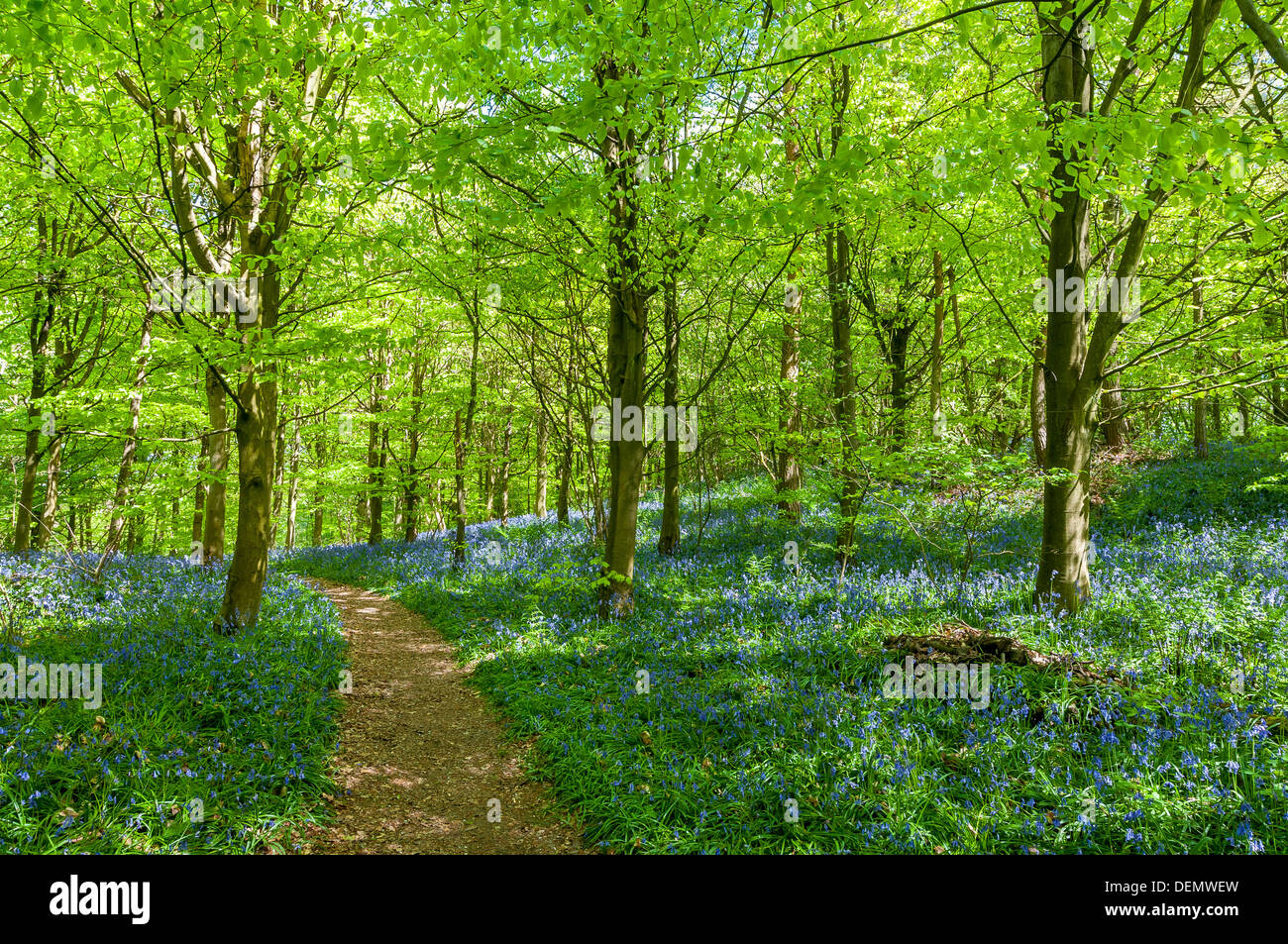 Bluebell hill kent hi-res stock photography and images - Alamy