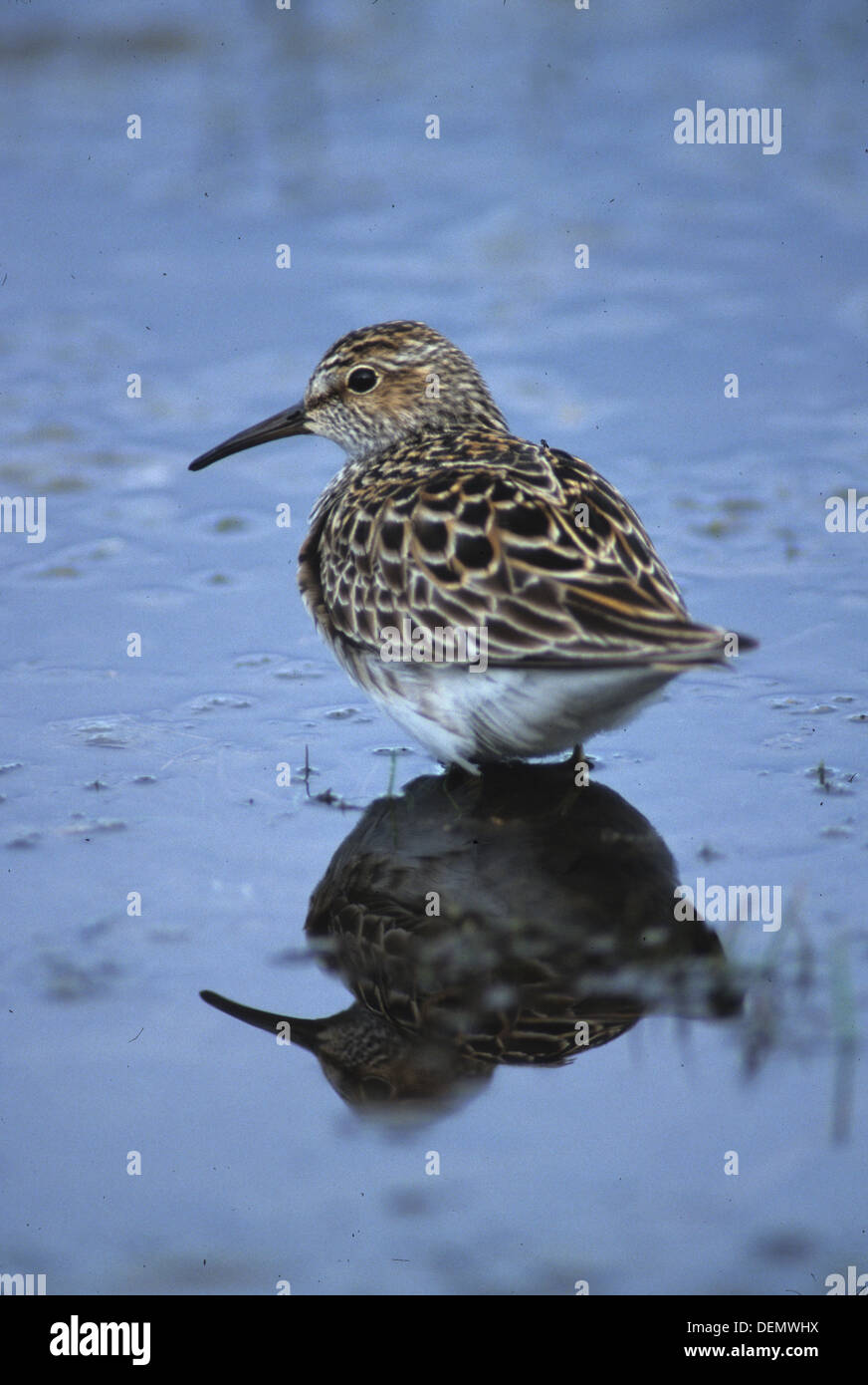 alaska, bird, wildlife, nature, wild, wilderness Stock Photo - Alamy