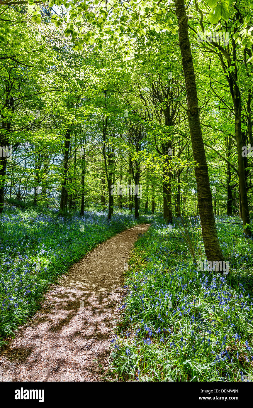 Bluebell hill kent hi-res stock photography and images - Alamy