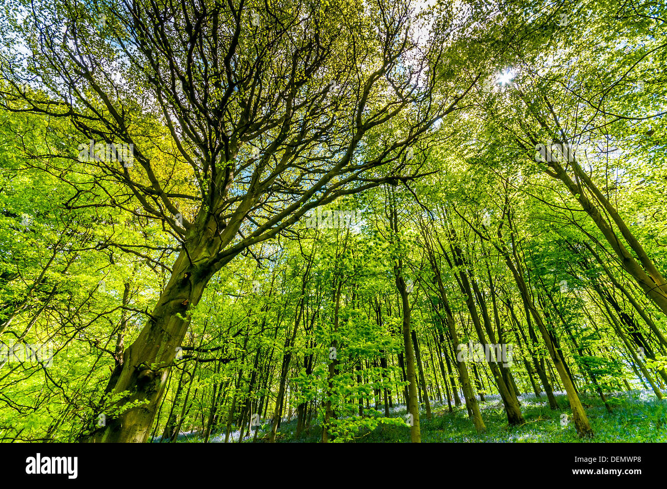Bluebell hill hi-res stock photography and images - Alamy