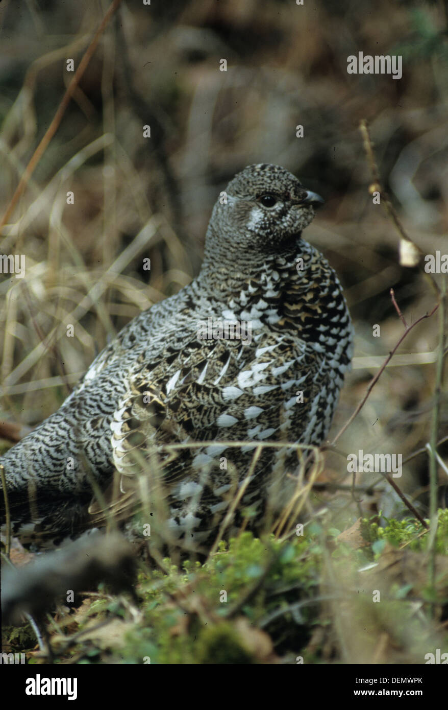 Grouse bird hi-res stock photography and images - Alamy