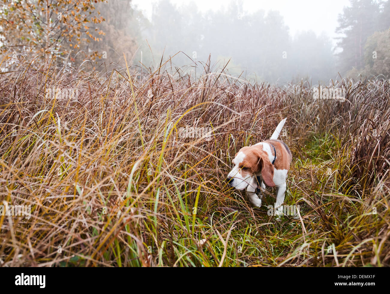 Hunting dog in the foggy morning in forest Stock Photo - Alamy