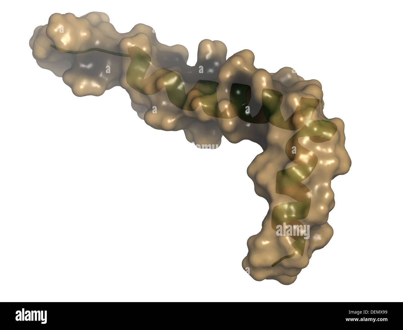 Beta-amyloid (Abeta) peptide, chemical structure. Major component of ...