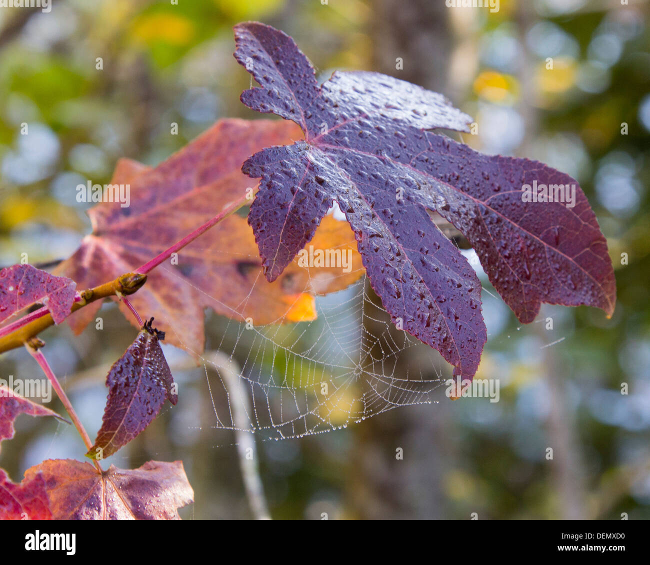 Florida maple hi-res stock photography and images - Alamy