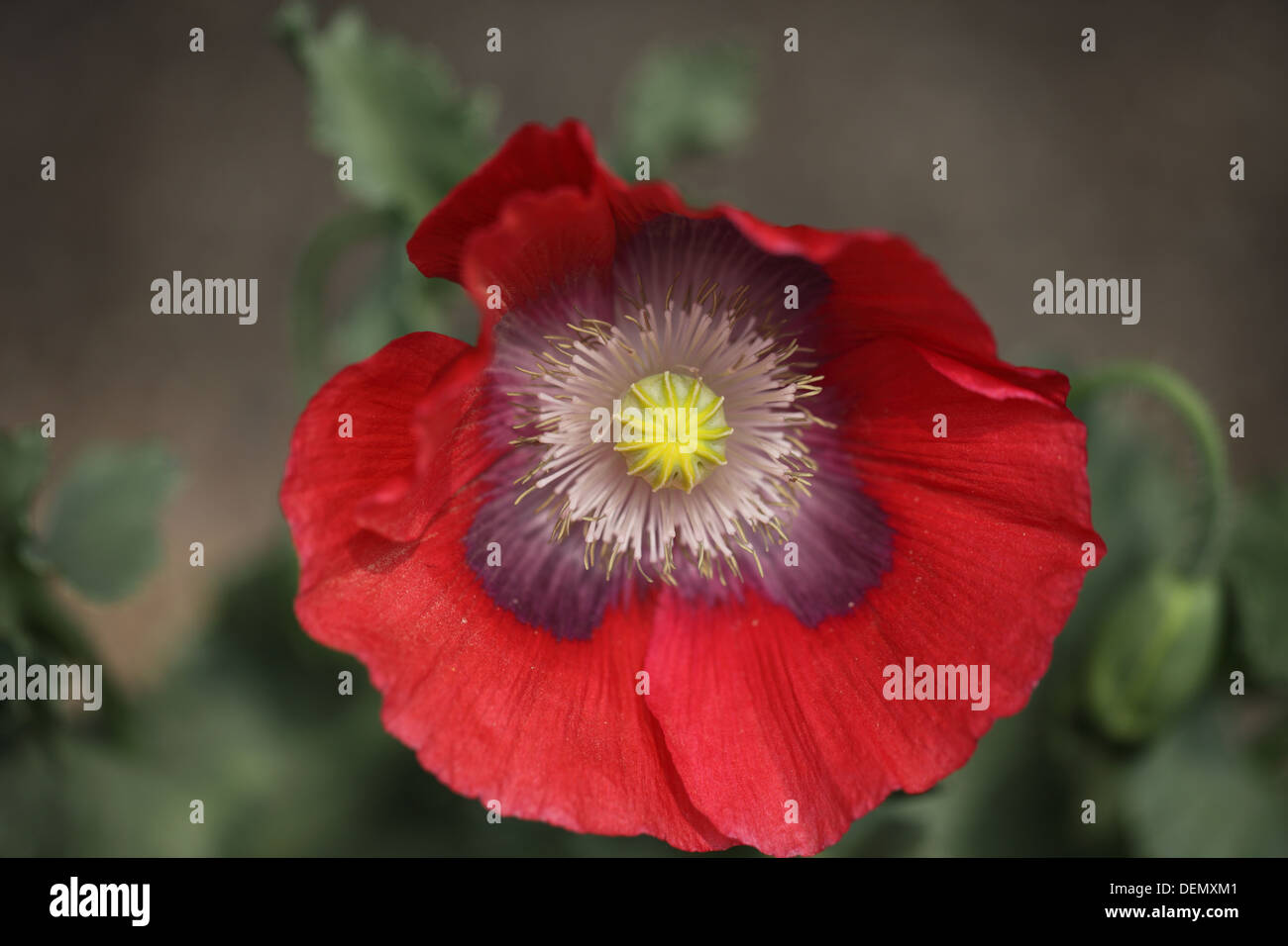 A single red and purple poppy from an English country garden, looking ...