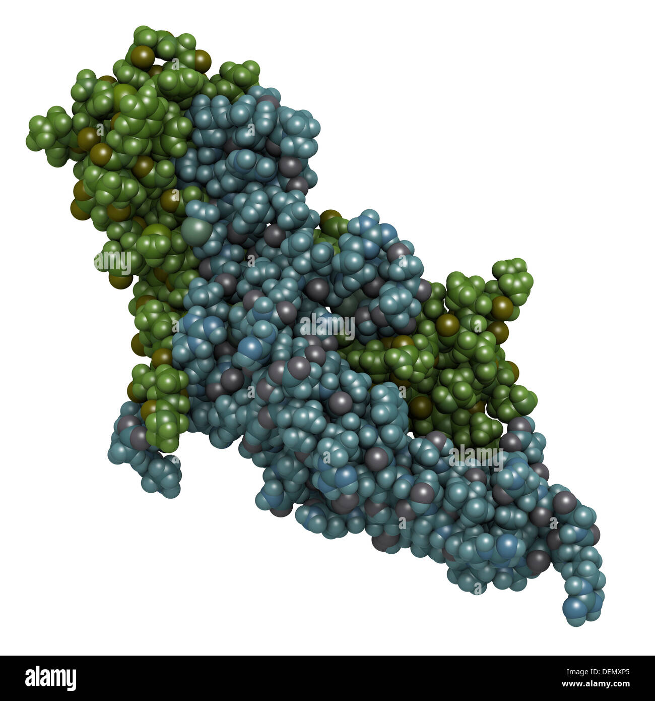 Human Chorionic Gonadotropin (hCG) glycoprotein hormone, chemical ...