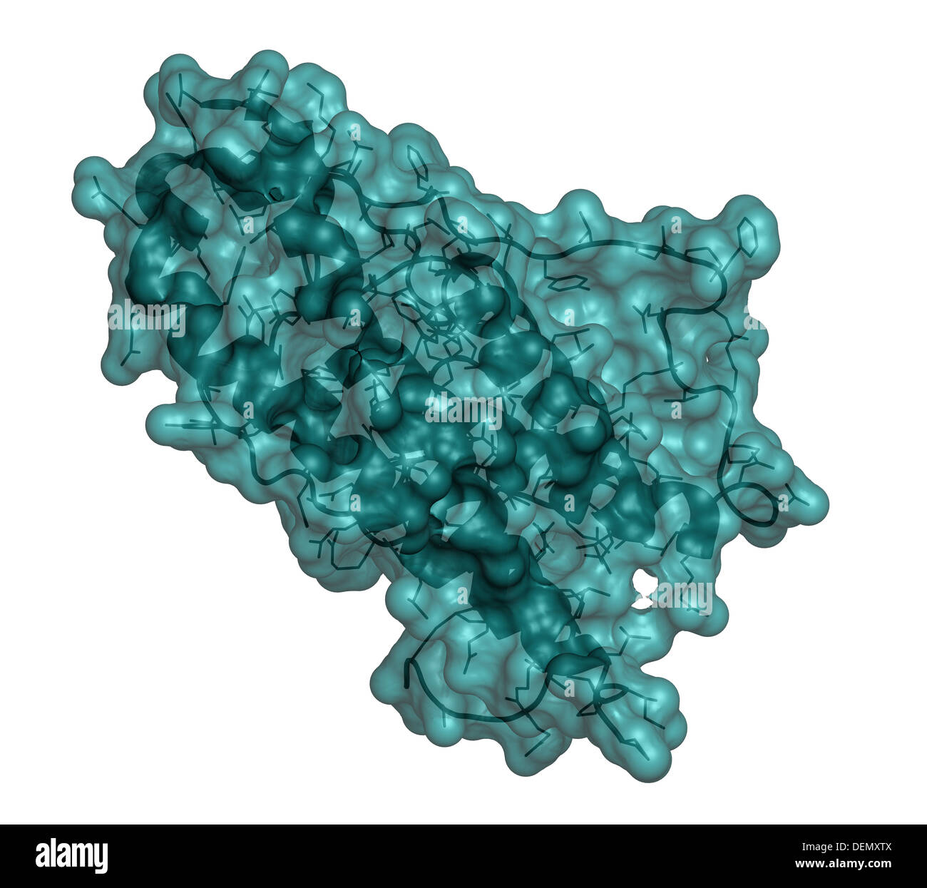Human growth hormone (hGH, Somatotropin) molecule. Natural hormone that ...