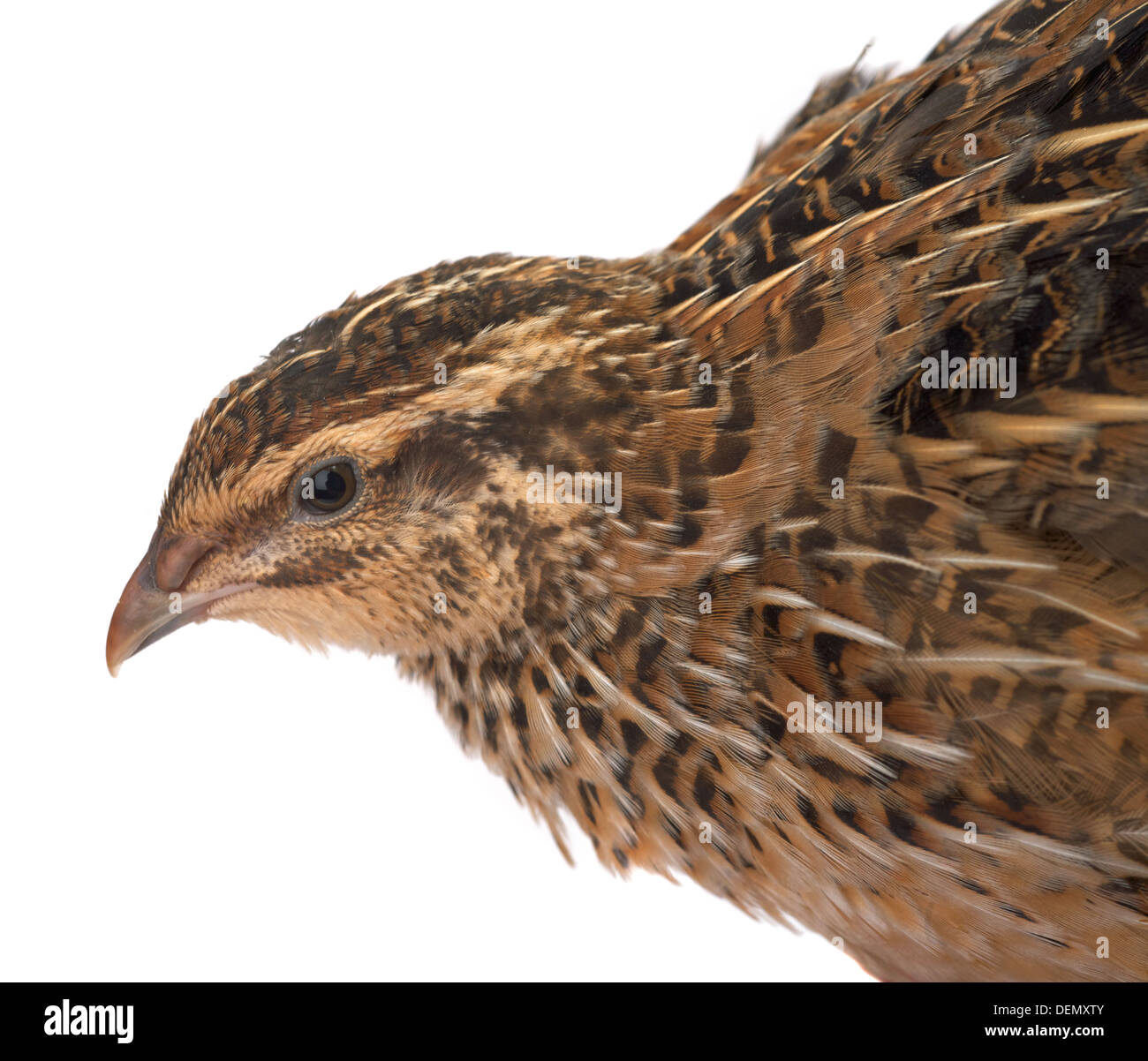 quail on a white background Stock Photo - Alamy