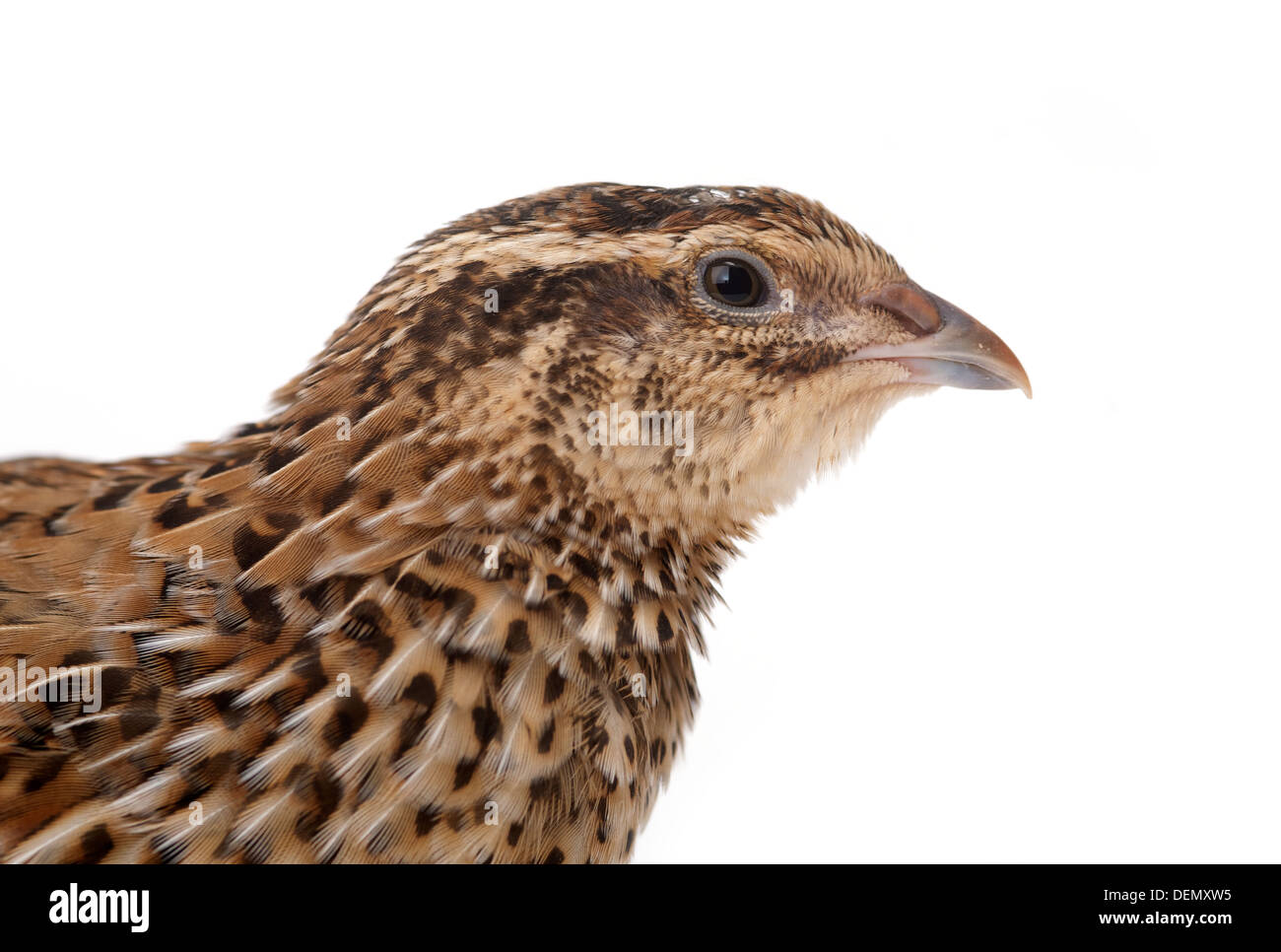 quail on a white background Stock Photo - Alamy