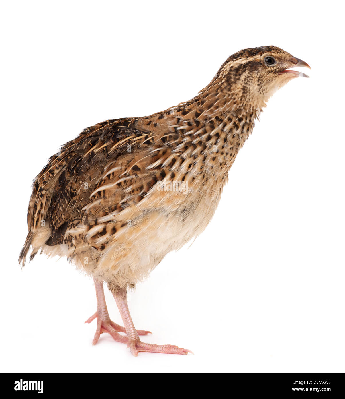 quail on a white background Stock Photo - Alamy
