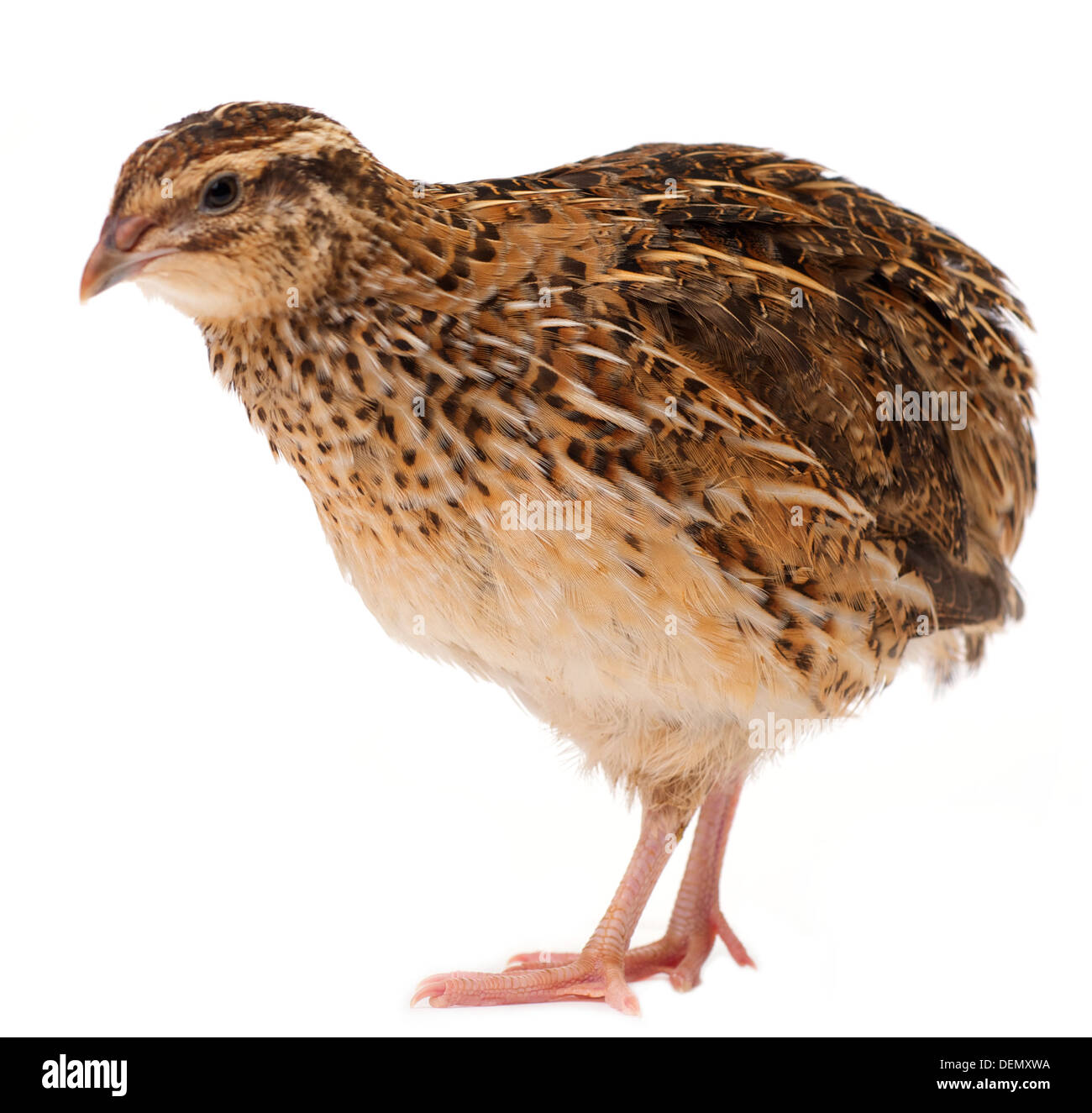 quail on a white background Stock Photo - Alamy