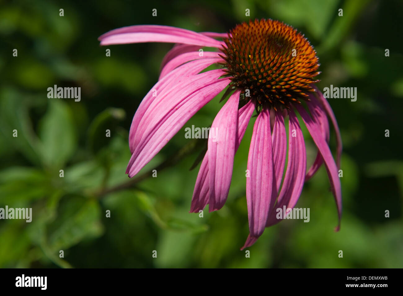 Close up echinacea purpurea hi-res stock photography and images - Alamy