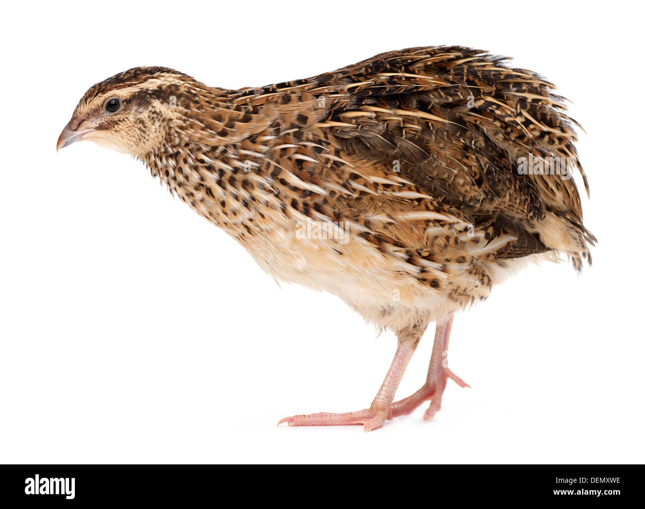 quail on a white background Stock Photo - Alamy