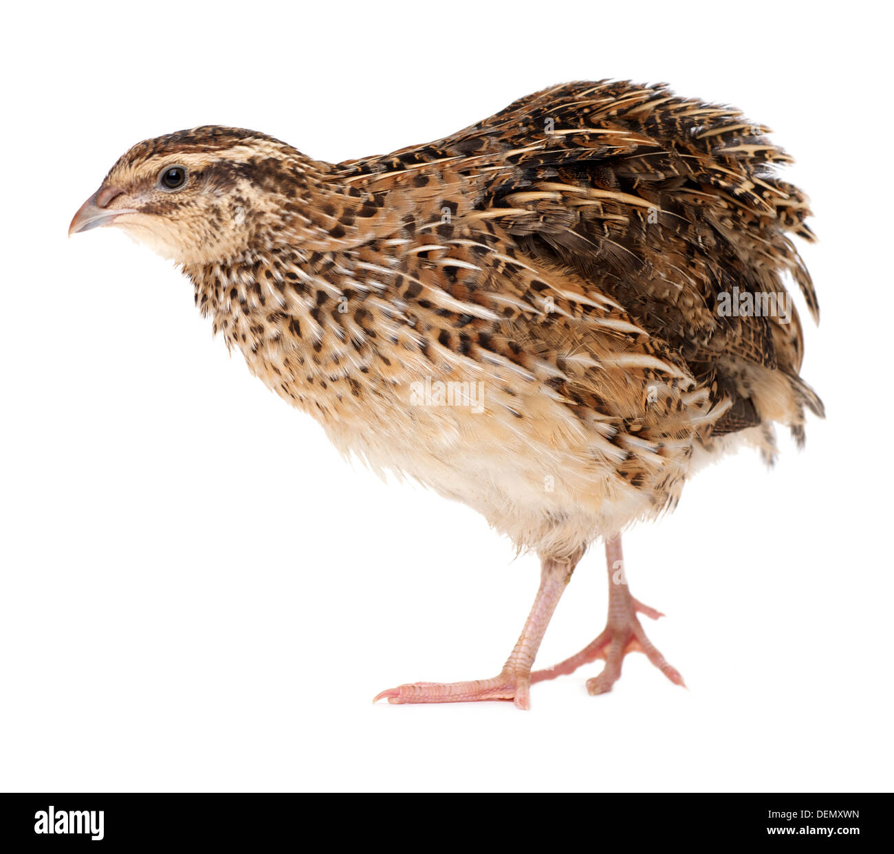 quail on a white background Stock Photo - Alamy