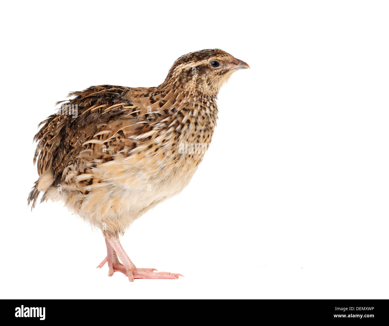 quail on a white background Stock Photo - Alamy