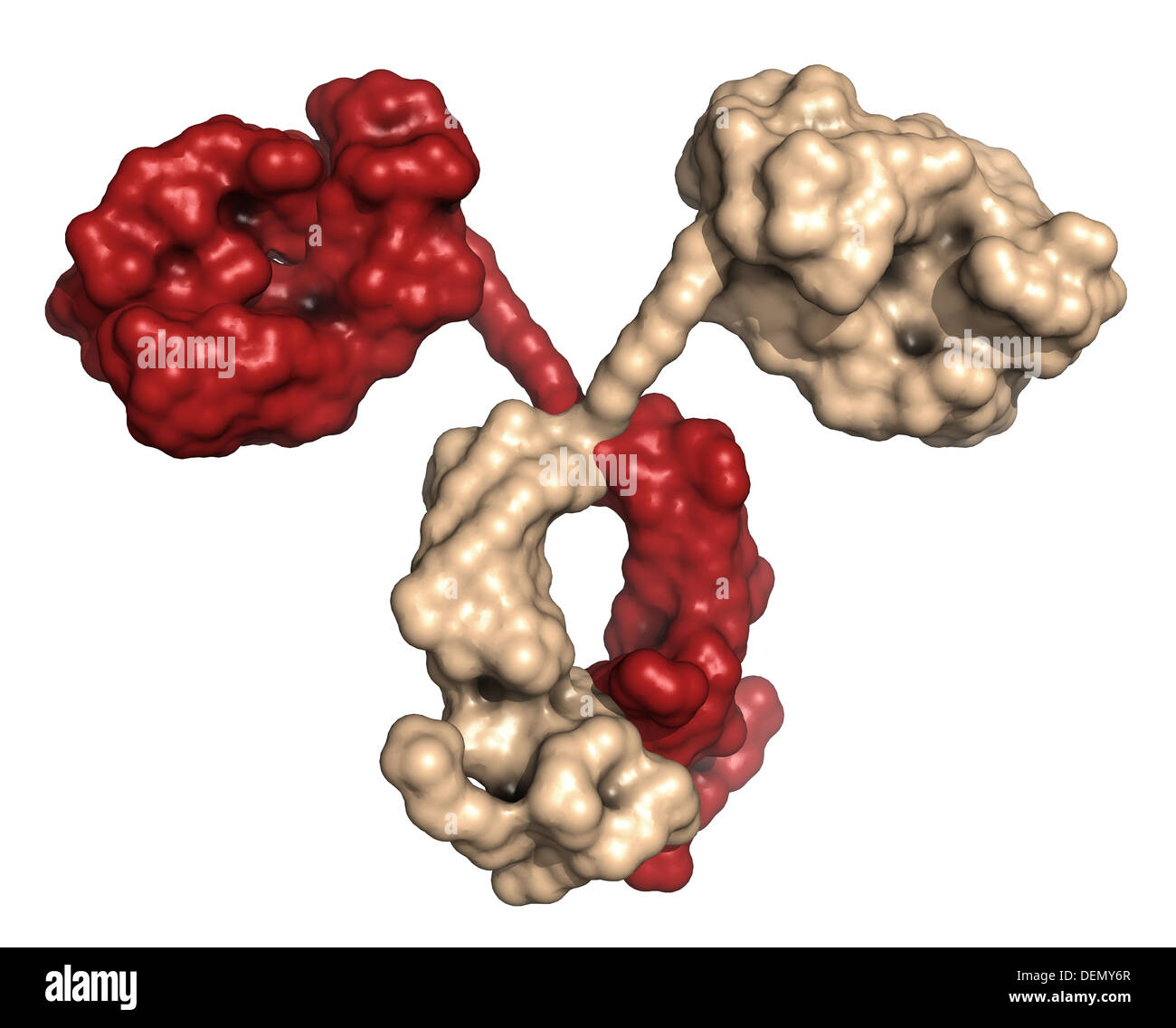 Dimeric iga antibody hi-res stock photography and images - Alamy