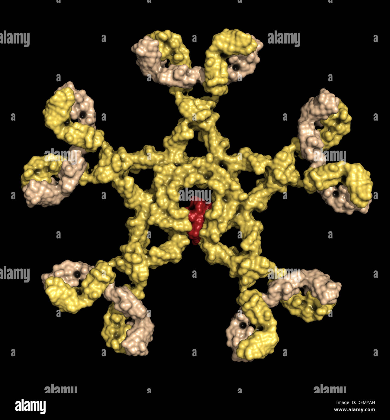 Immunoglobulin M (pentameric IgM). IgM are the first antibodies to ...