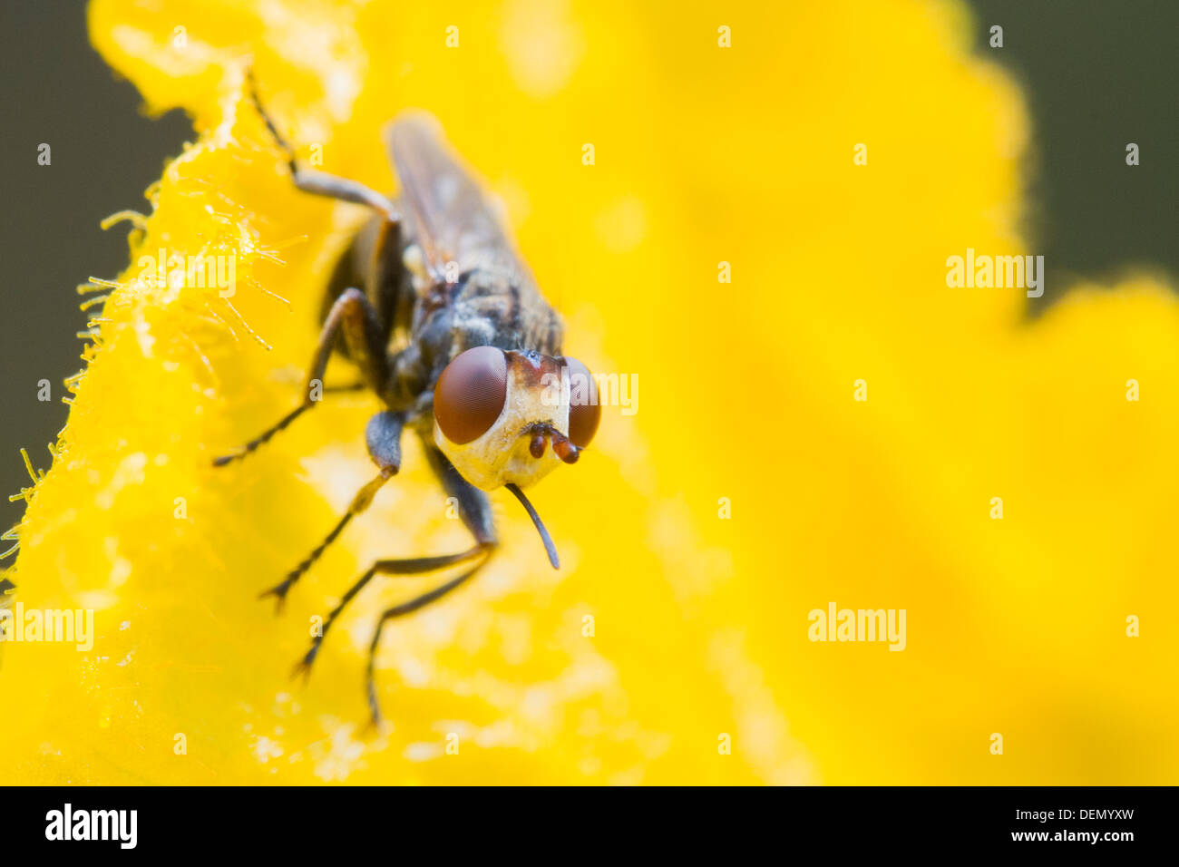 Yellow robber fly with prey hi-res stock photography and images - Alamy