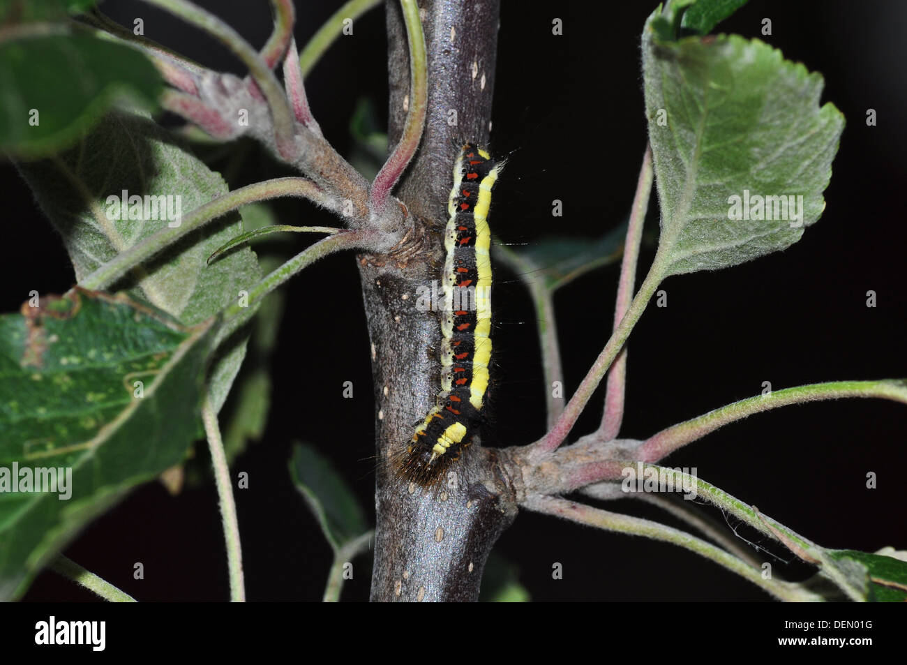 Grey Dagger catterpillar (Acronitcta psi Stock Photo - Alamy