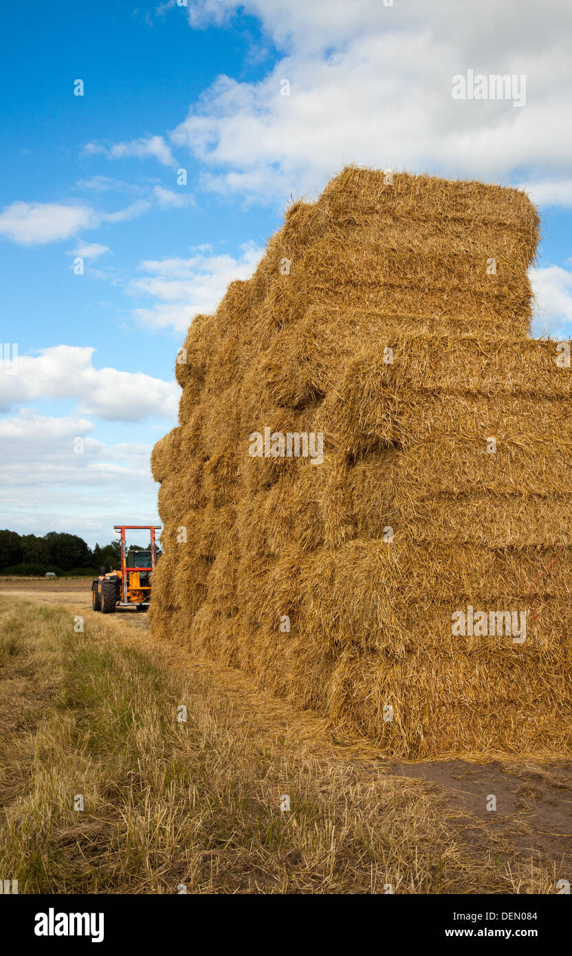 Piling hay bales on a summers day Stock Photo - Alamy