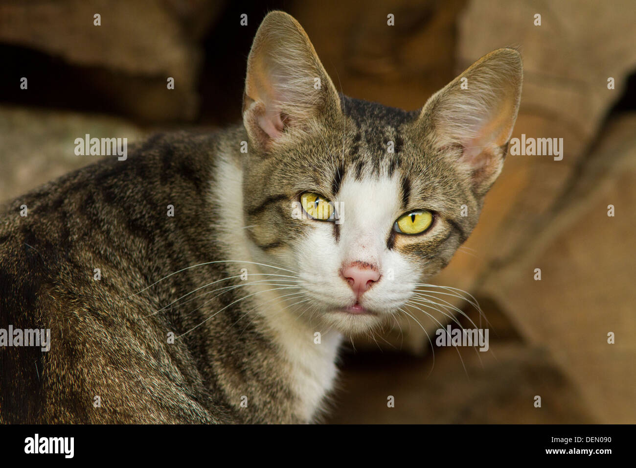Eyes watching spooky hi-res stock photography and images - Alamy