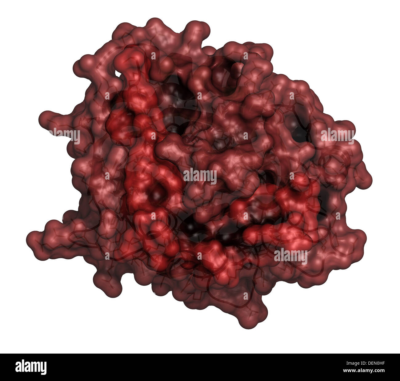 Thrombin blood-clotting enzyme: Human alpha-thrombin molecule is a key ...