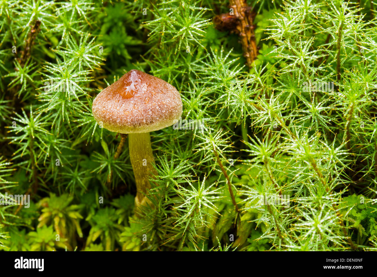 Swamp mushroom hi-res stock photography and images - Alamy