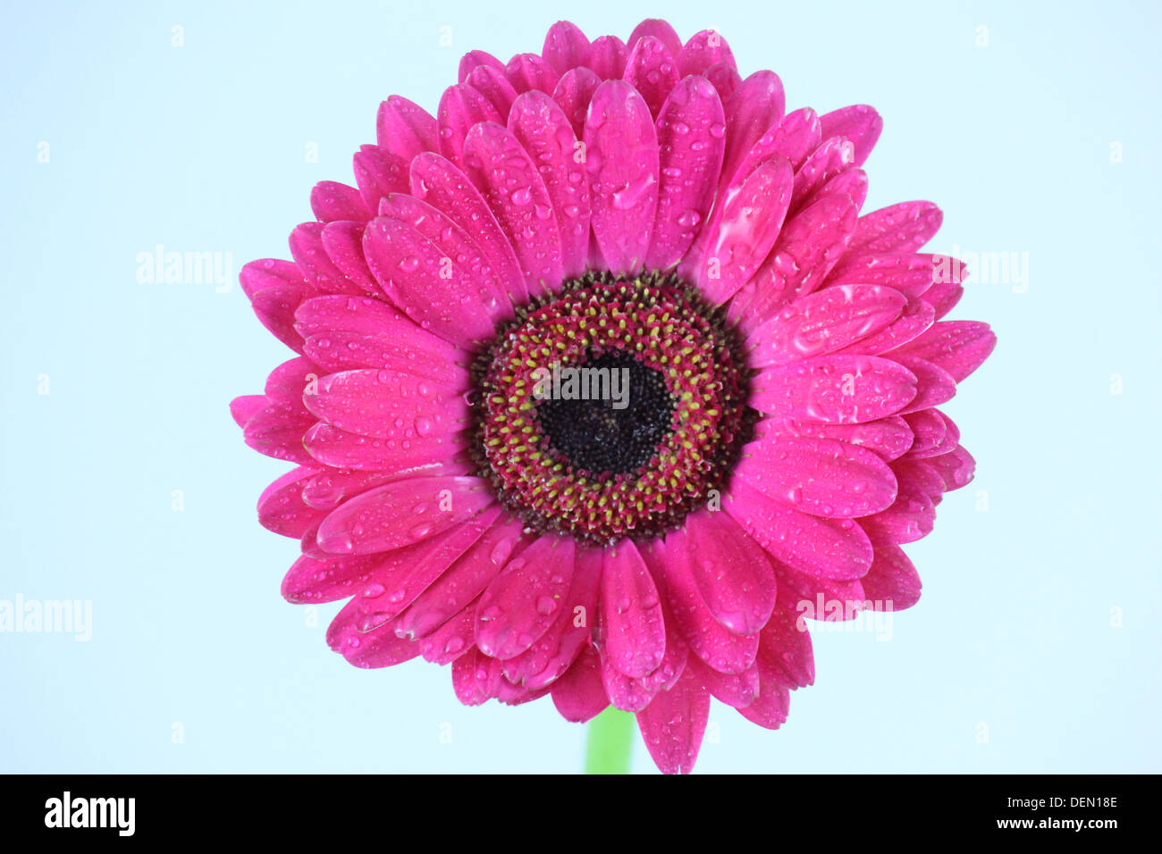 Pink Daisy flower Stock Photo - Alamy
