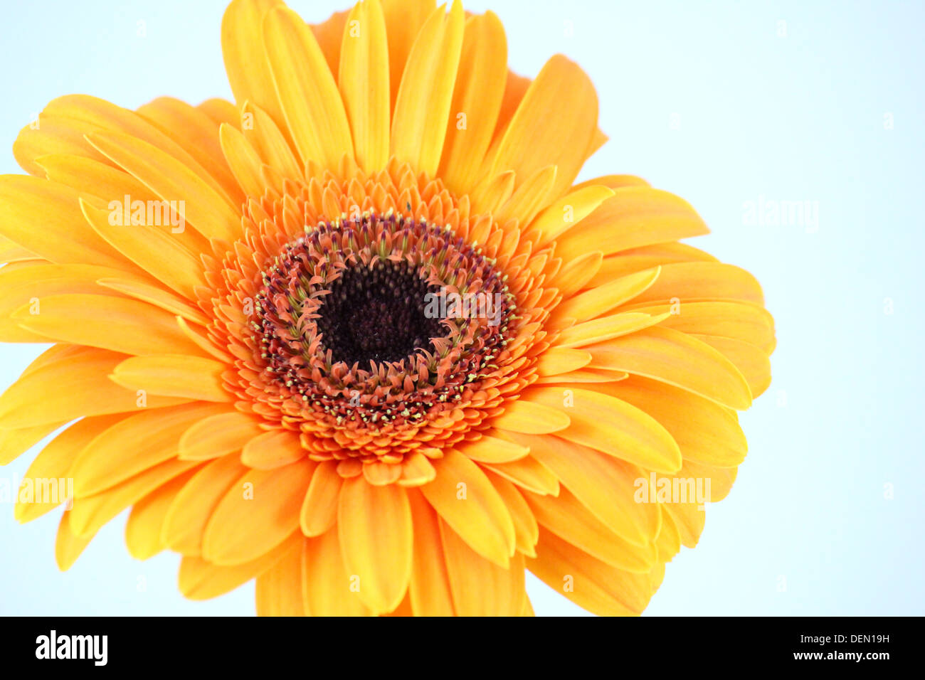 Simple yellow daisy hi-res stock photography and images - Alamy