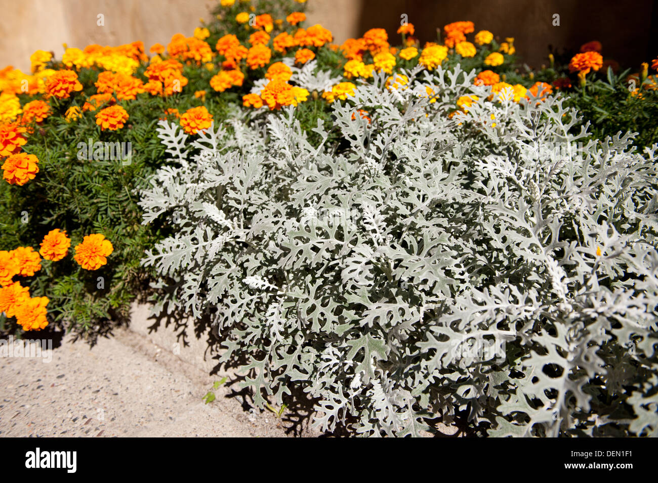 composition of tagetes and Artemisia stelleriana Stock Photo - Alamy