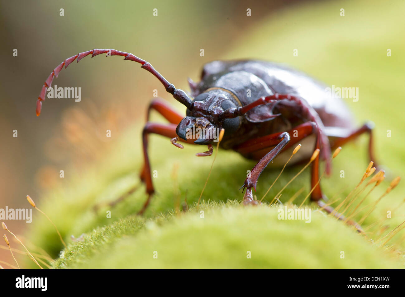 Powerful beetle mandibles hi-res stock photography and images - Alamy