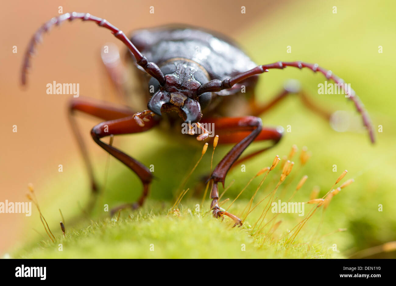 Powerful beetle mandibles hi-res stock photography and images - Alamy