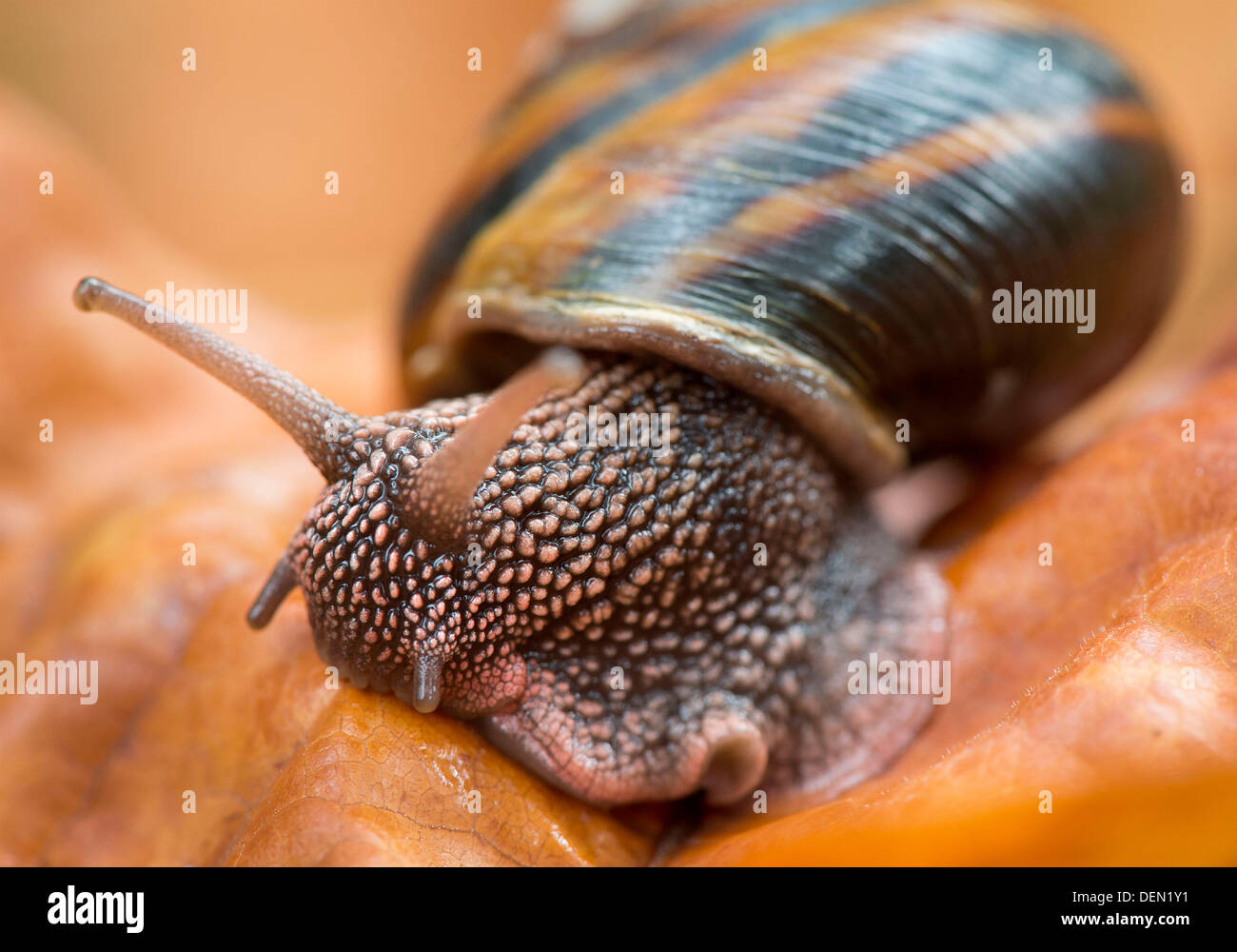 Pacific sideband snail hi-res stock photography and images - Alamy