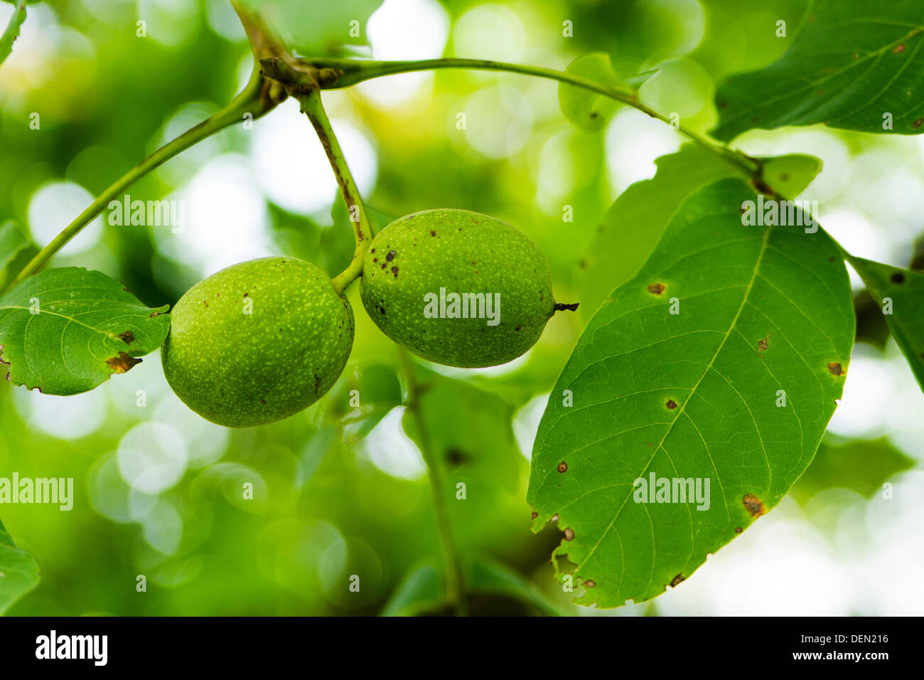 Walnuts green hi-res stock photography and images - Alamy