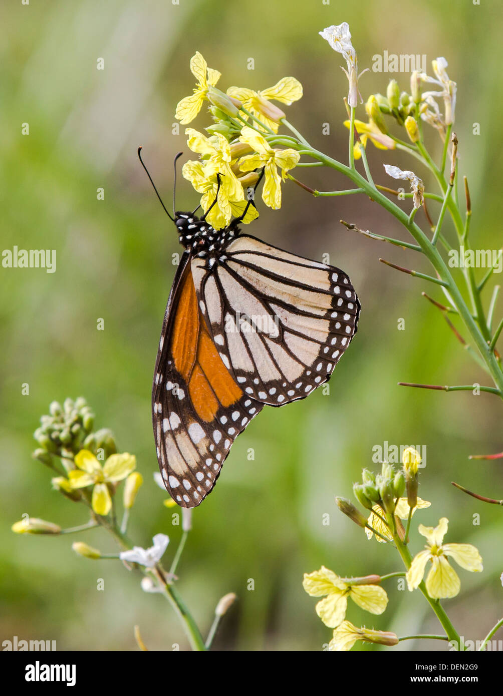 Monarch caterpillar feeding from wild mustard flowers Stock Photo - Alamy