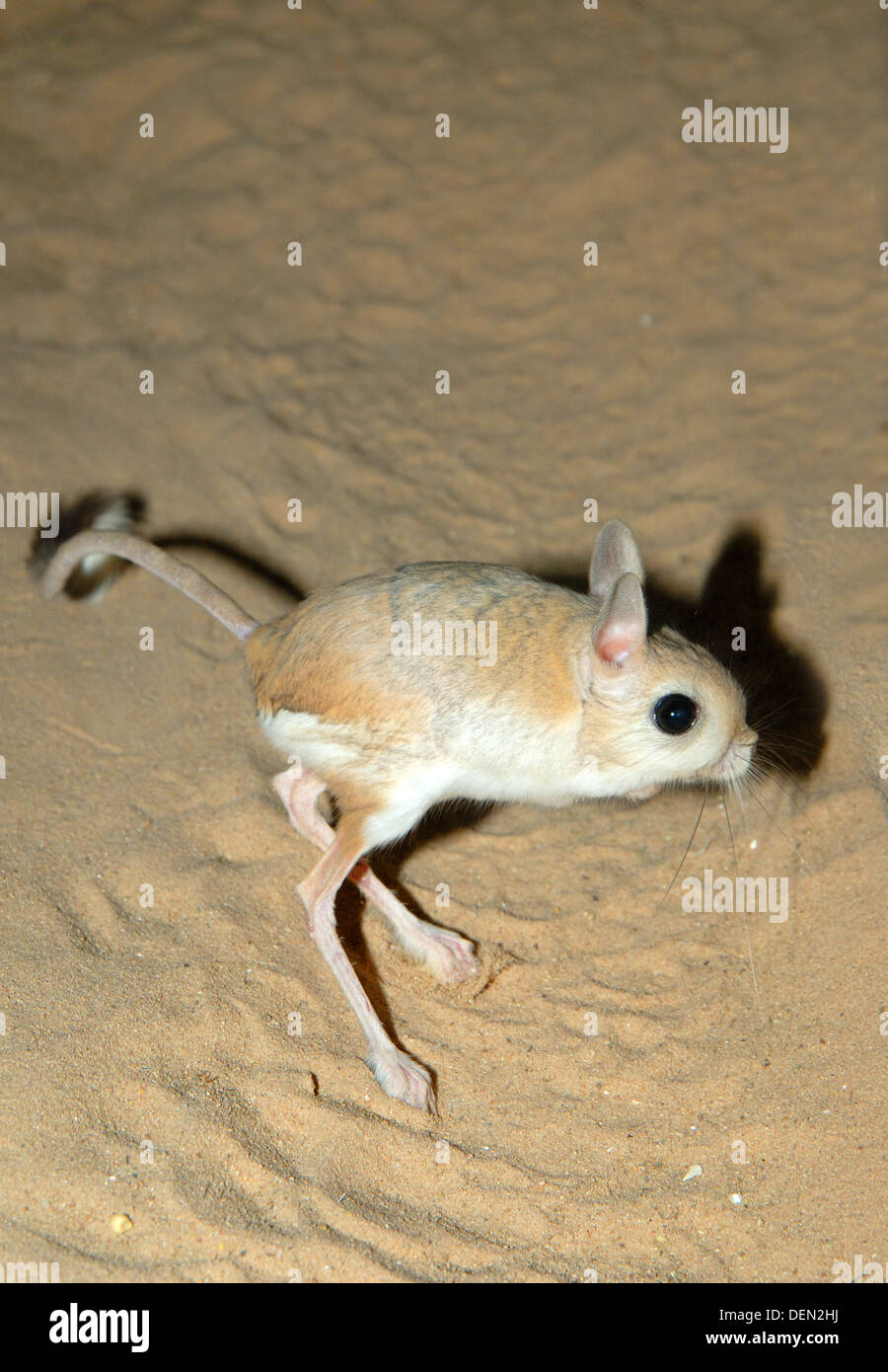 Jerboa jumping hi-res stock photography and images - Alamy